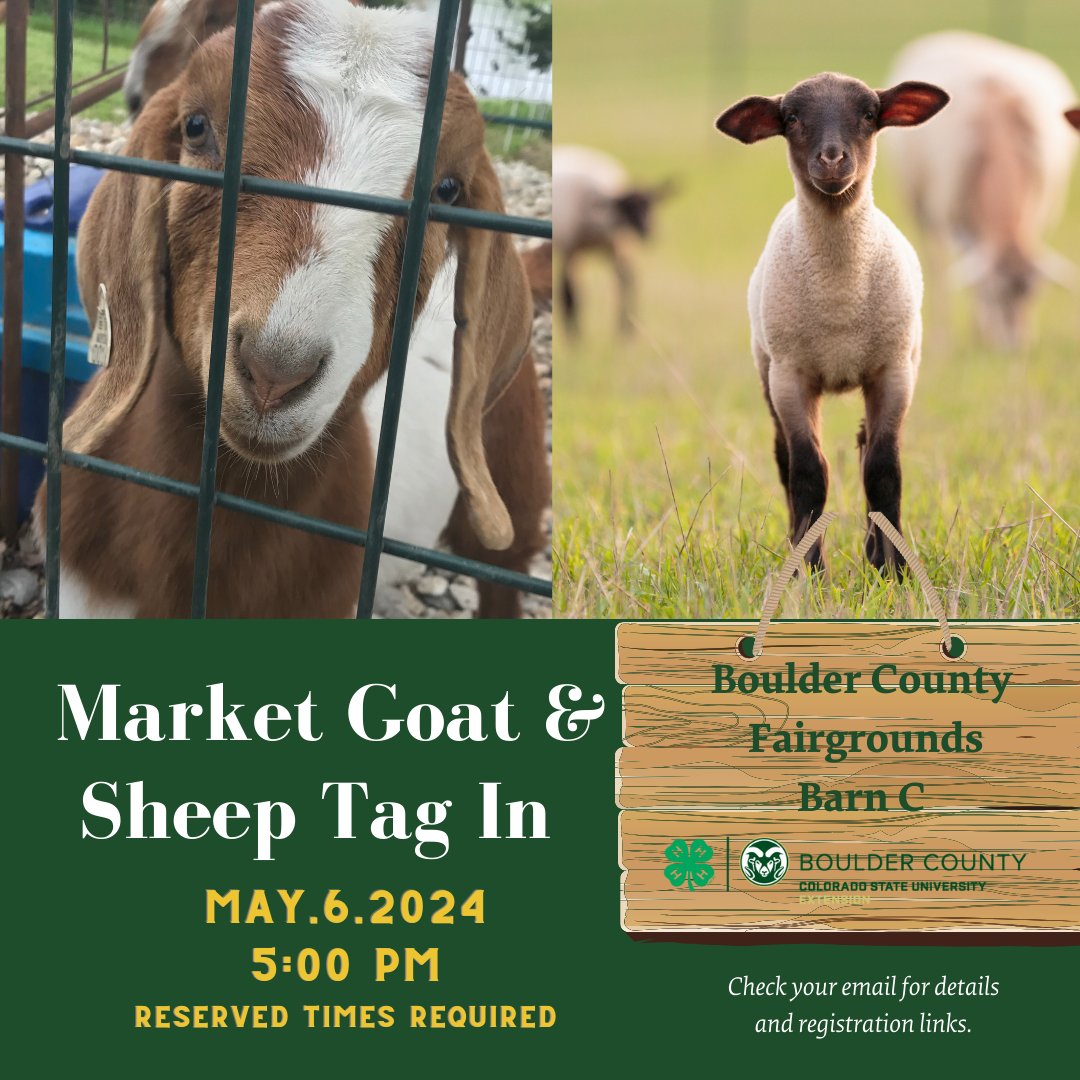 4-H MARKET/BREEDING GOATS – Boulder County Extension